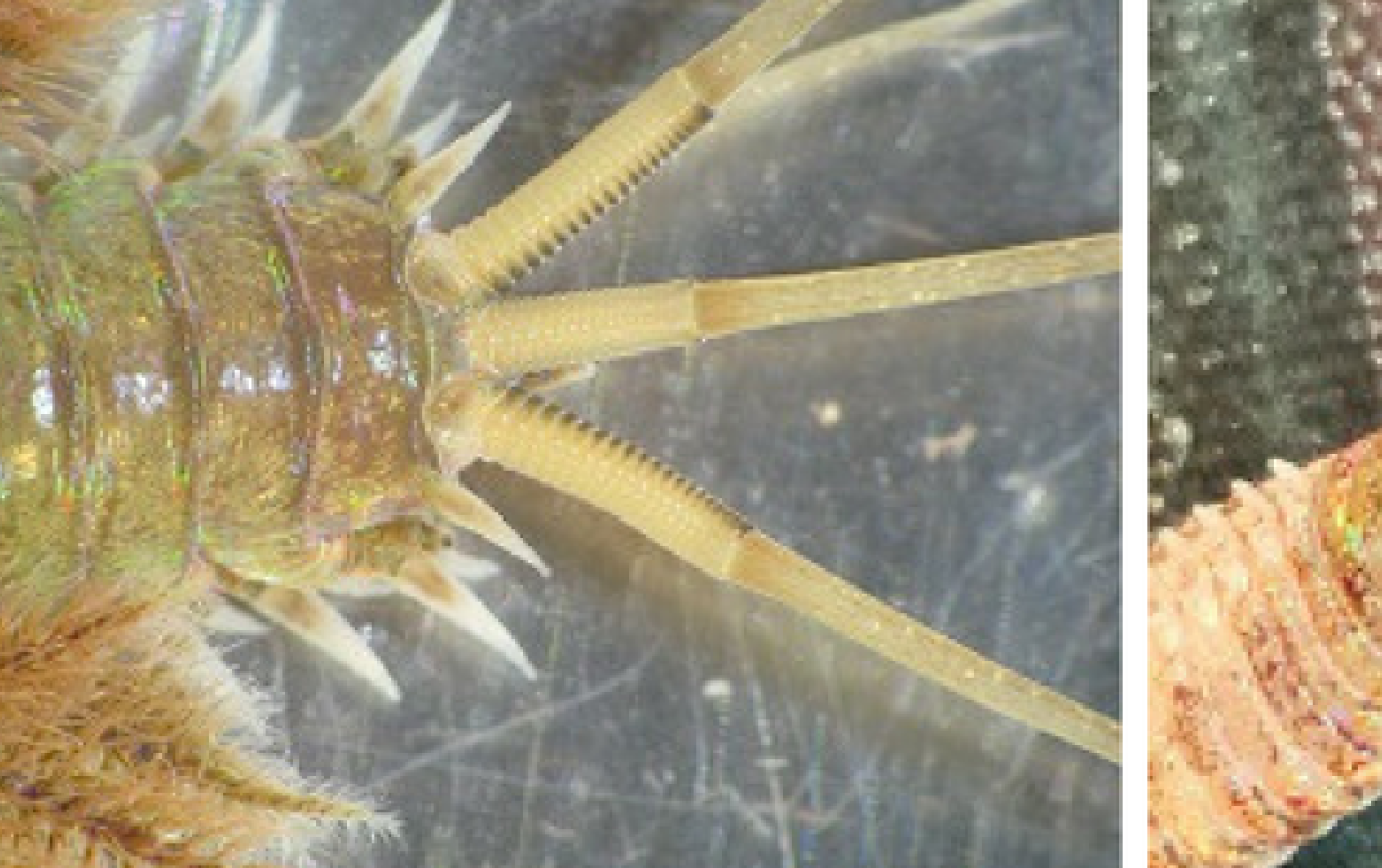 Department of Botany and Zoology | Stellenbosch University