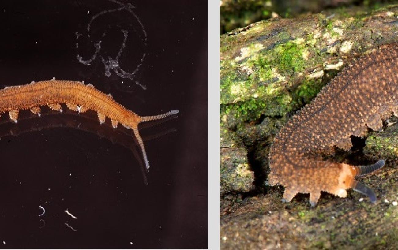 Velvet worms | Stellenbosch University
