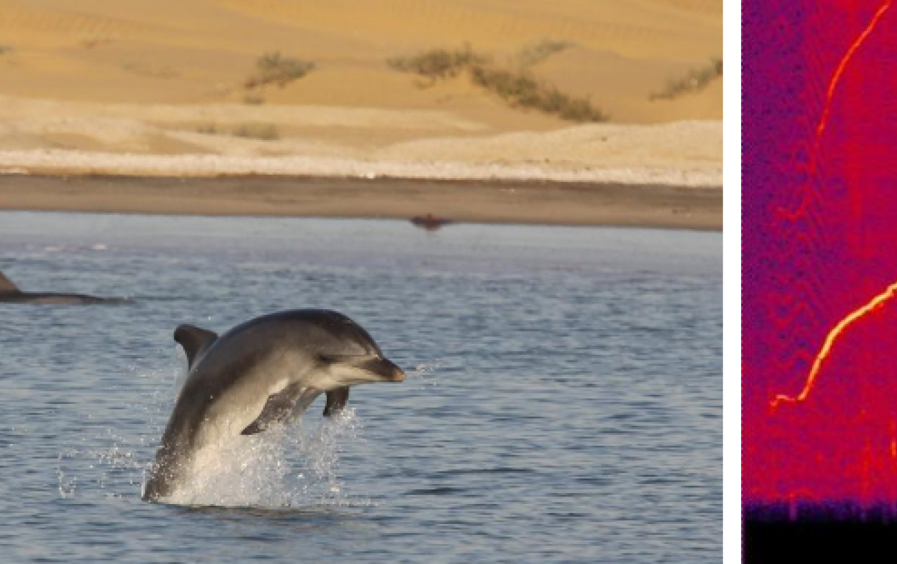 Namibia Dolphin Project | Stellenbosch University