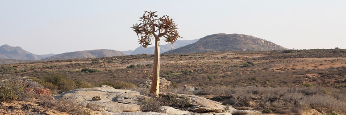 Adaptive capacity of plants in drylands and deserts is “globally ...