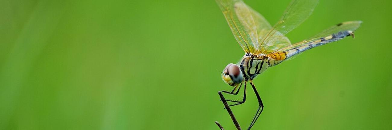 Insect body size is not constrained by atmospheric oxygen ...