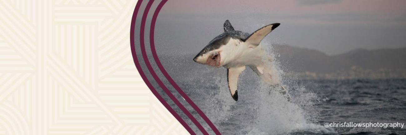 Conservation actions for SA’s white shark population now a matter of ...