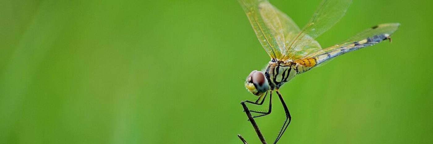 Insect body size is not constrained by atmospheric oxygen ...