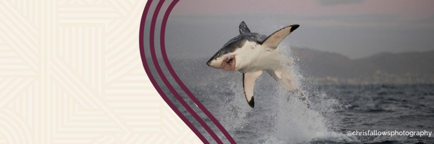 Conservation actions for SA’s white shark population now a matter of ...