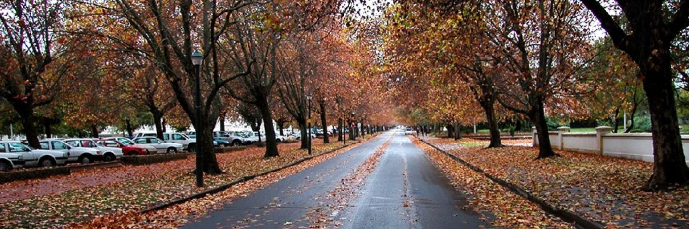 Council appoints commissioner to investigate language implementation at SU | Stellenbosch University