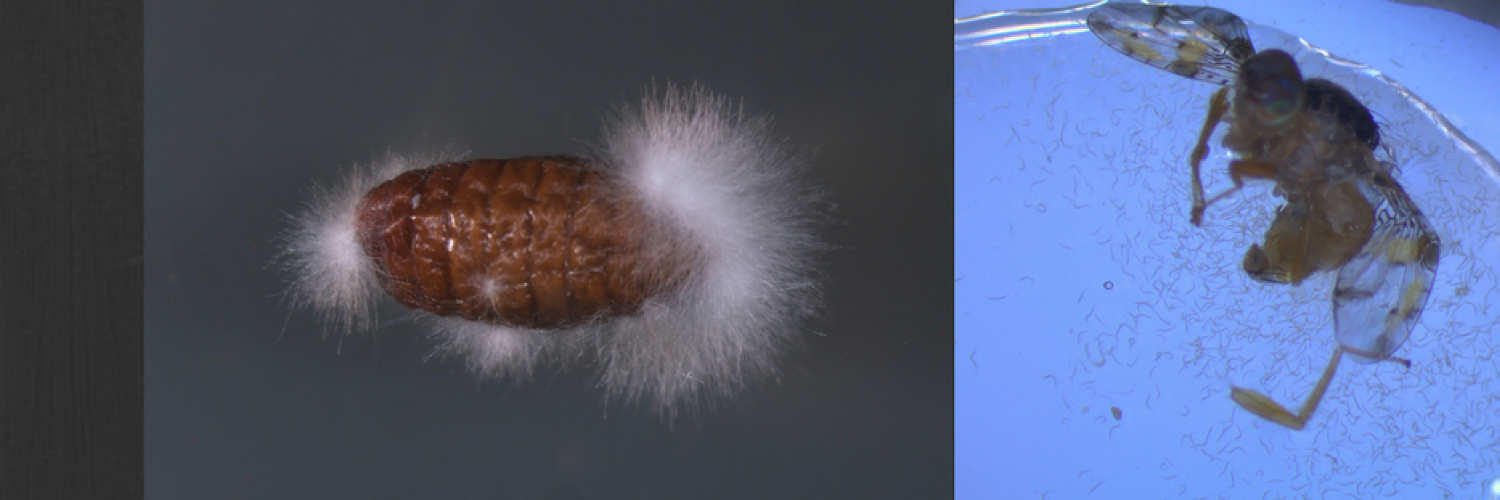 Using local entomopathogens to control the Mediterranean fruit fly ...