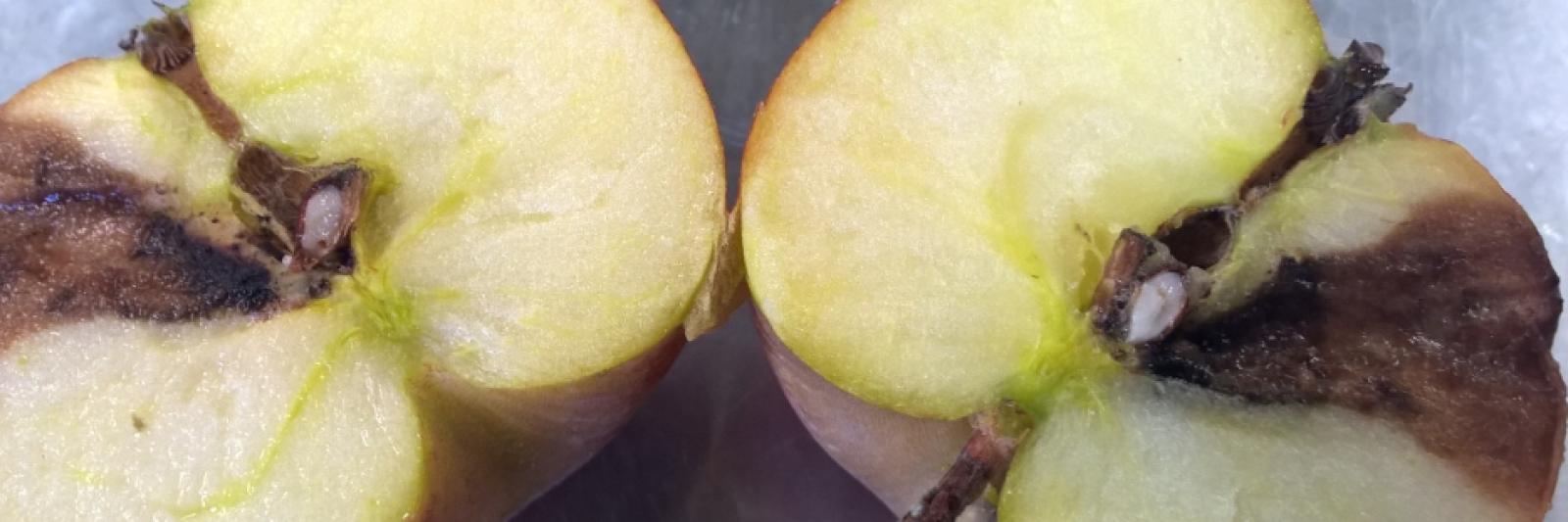 Study helps identify organisms that cause core rot in apples ...