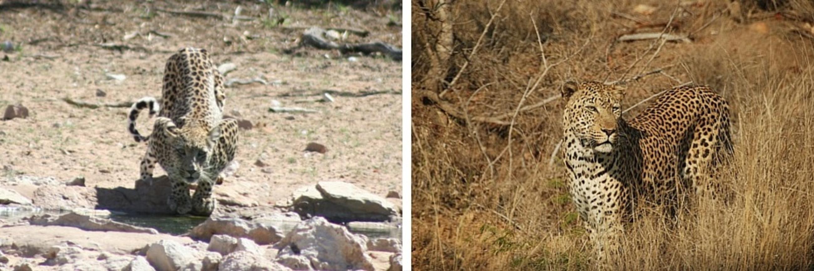 New research on genetics of Southern Africa leopards | Stellenbosch ...