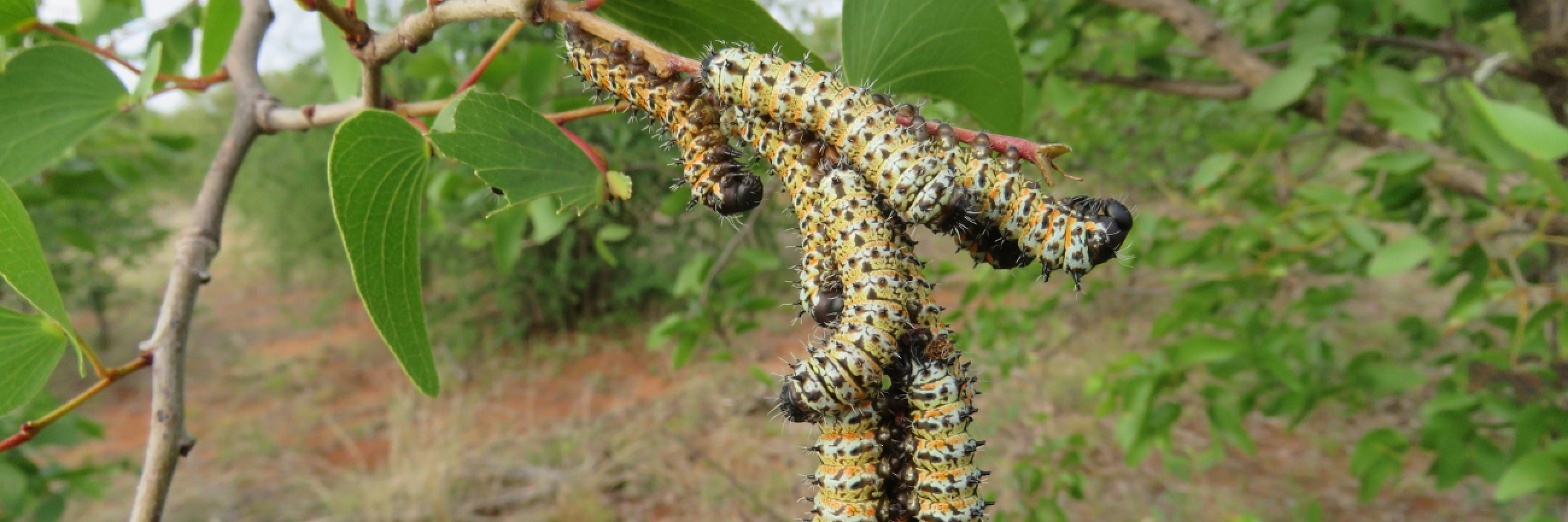 New research highlights conservation needs for mopane worms ...