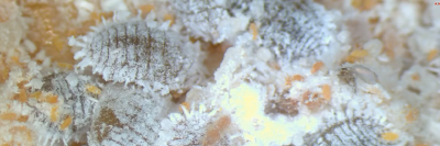 Entomopathogenic Nematodes for Vine Mealybug Control | Stellenbosch ...
