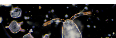 Plankton Manifesto unveils importance of “invisible organisms ...