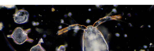 Plankton Manifesto unveils importance of “invisible organisms ...