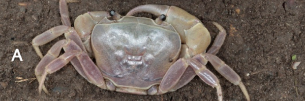 New crab species discovered in Eastern Cape ‘forgotten’ forests ...