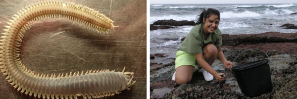 South Africa’s mussel worm is indigenous and has been around for ...