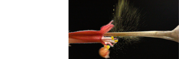 Explosive pollen wars: plants fight for pollen-space on pollinators ...