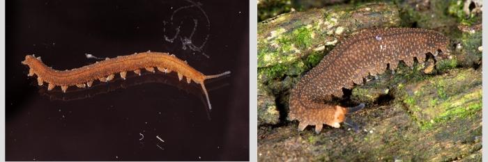 Five new velvet worm species from South Africa | Stellenbosch University