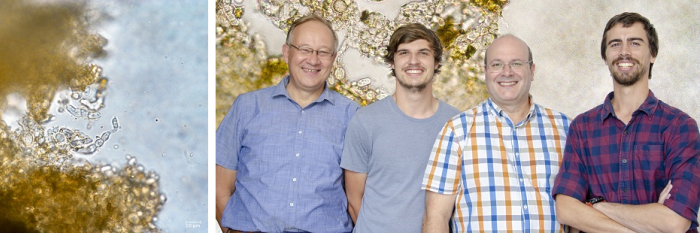 Genetic blueprint for extraordinary wood-munching fungus from the ...