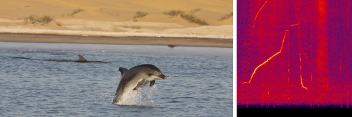 Individual dolphin calls used to estimate population size and movement ...
