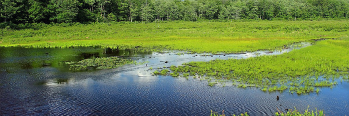 International Day for Biological Diversity: Freshwater biodiversity ...