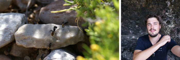 Lessons from the insect world: How do ant colonies fight disease ...