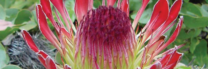 The Proteaceae are flagship species for conservation, and an integral ...