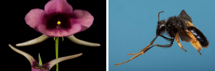 South Africa’s long-legged bees adapted to pollinate snapdragon flowers ...