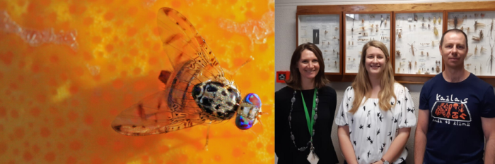 SU entomologists part of major effort to keep fruit flies in Europe at ...