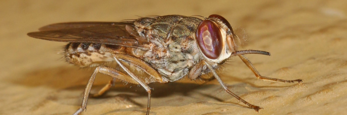 Zambezi Valley may soon be too hot for tsetse flies | Stellenbosch ...
