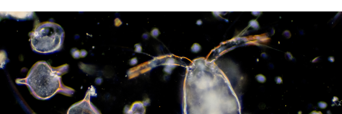 Plankton Manifesto unveils importance of “invisible organisms ...