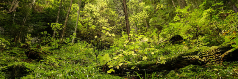 Biodiversity of natural forests key to buffer severity of non-native ...