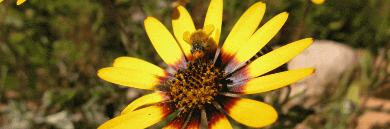 First global estimate of importance of pollinators for seed production ...