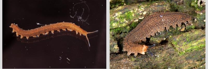 Five new velvet worm species from South Africa | Stellenbosch University
