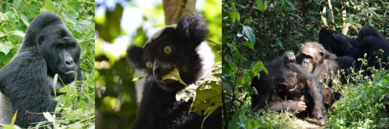 Primate conservation in Africa could draw the short straw in oil palm ...