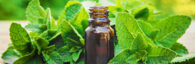 Which herbal medicines can REALLY help you lose weight? | Stellenbosch ...