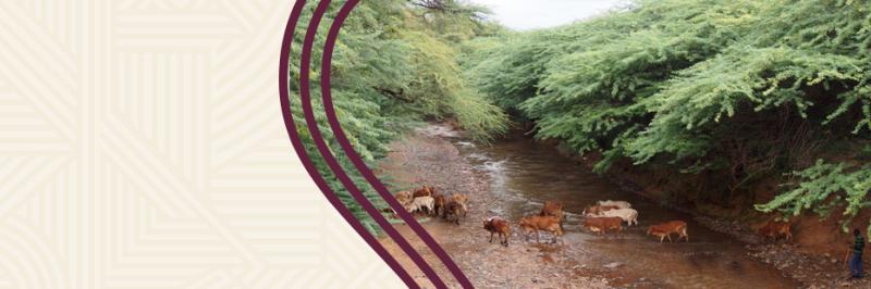 Scientists tackle one of Africa’s most destructive invasive trees ...